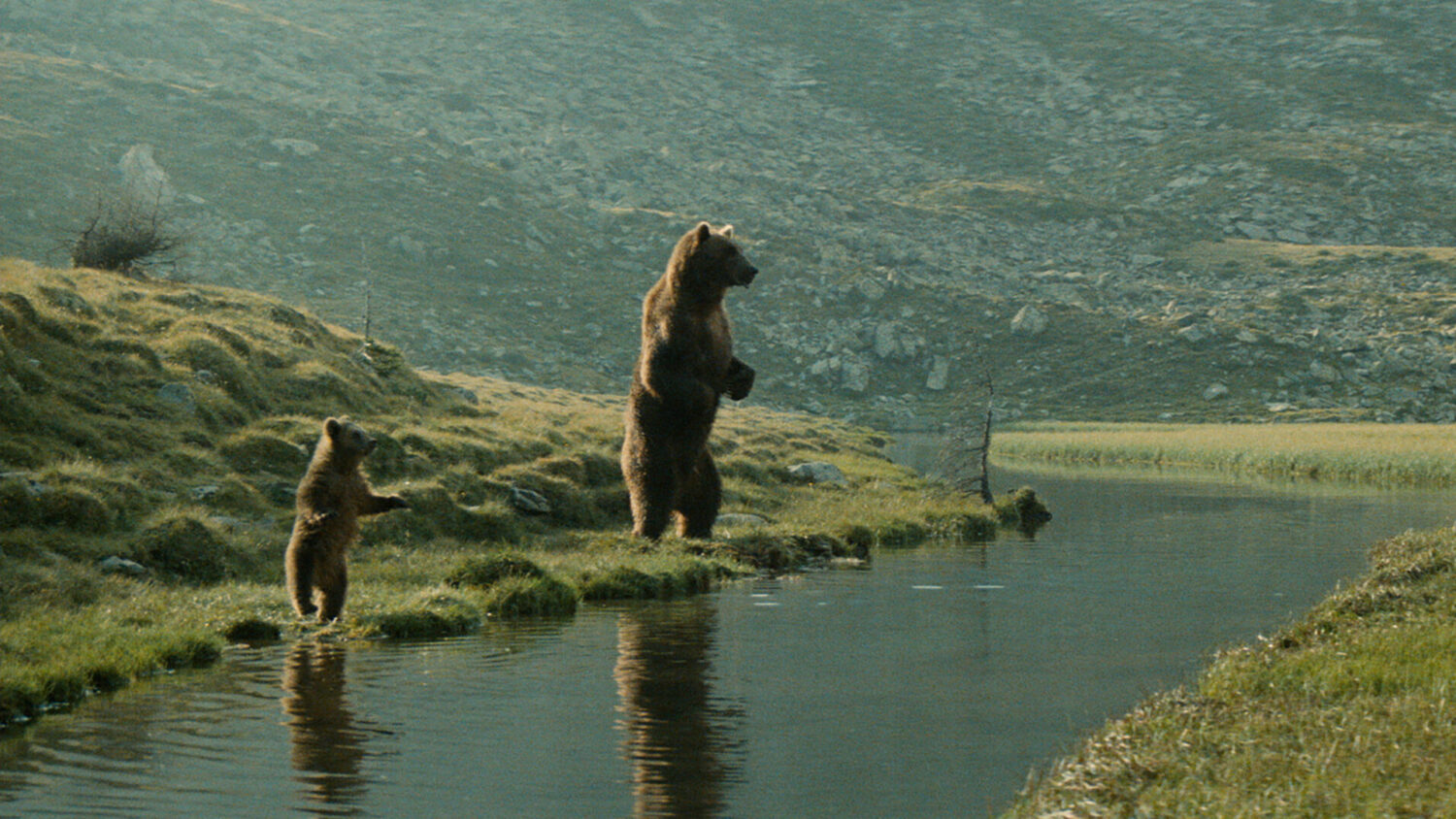 L'Ours · Jean-Jacques Annaud · Teaser - Le Carreau du Temple