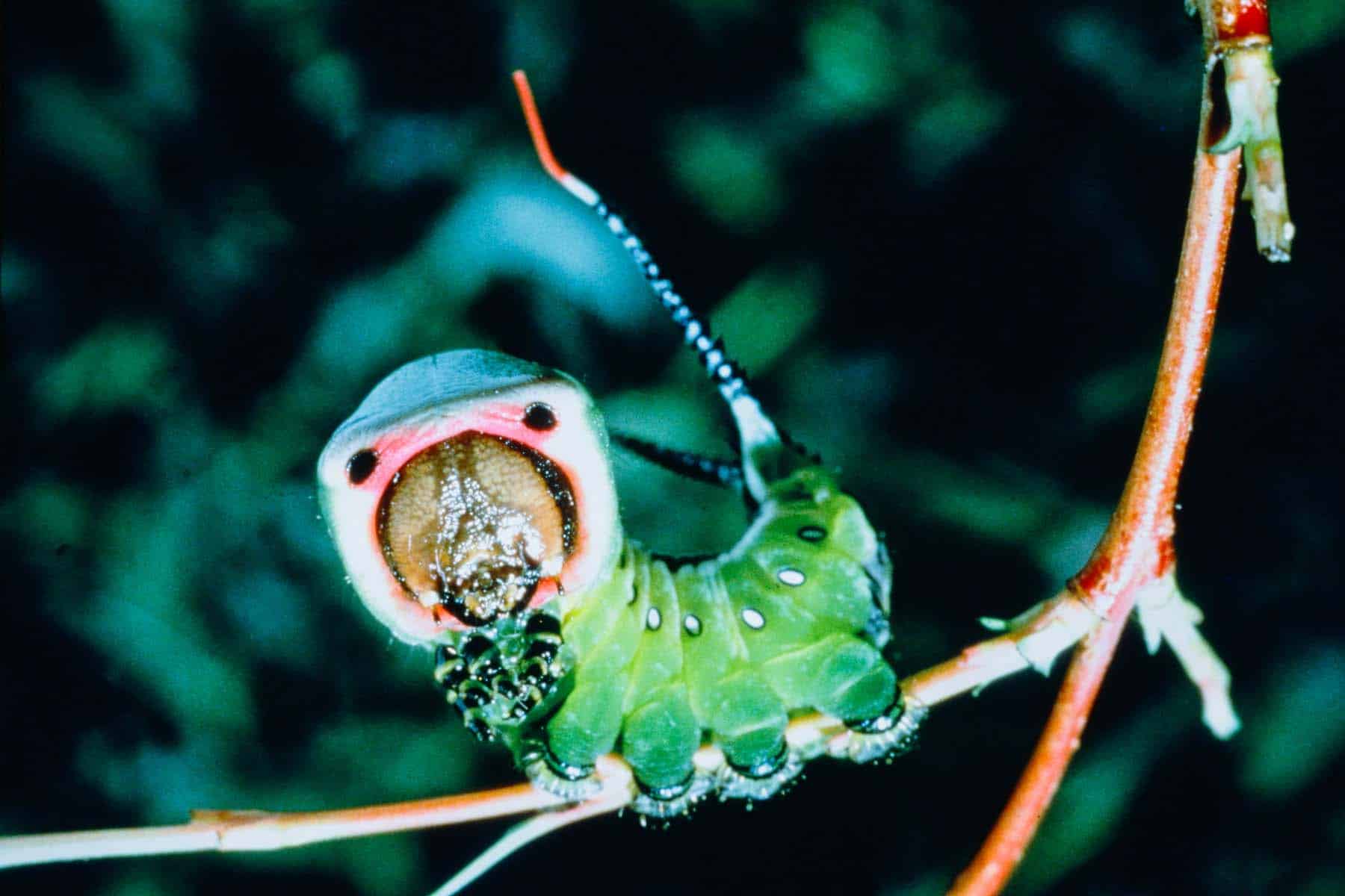 Microcosmos : Le peuple de l'herbe - Le Carreau du Temple